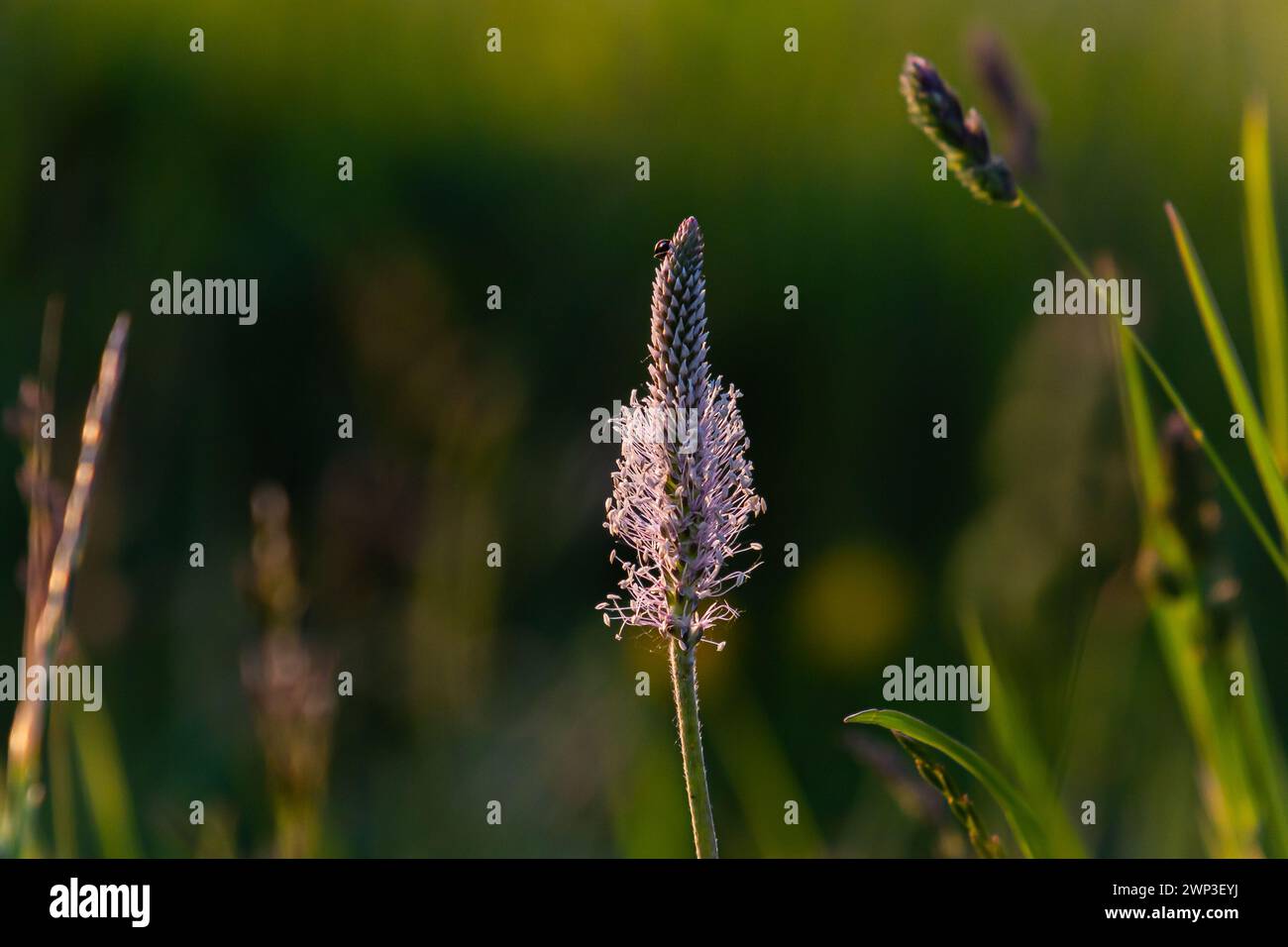 Closeup shot white hoary hi-res stock photography and images - Alamy