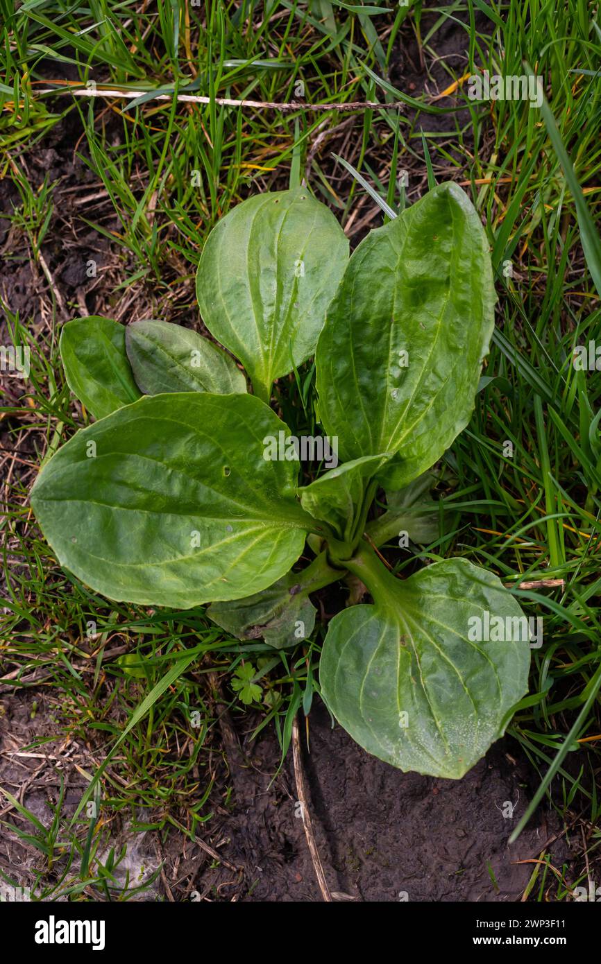 Plantago major Plantago, Plantain, fleaworts. There are 3-5 parallel ...