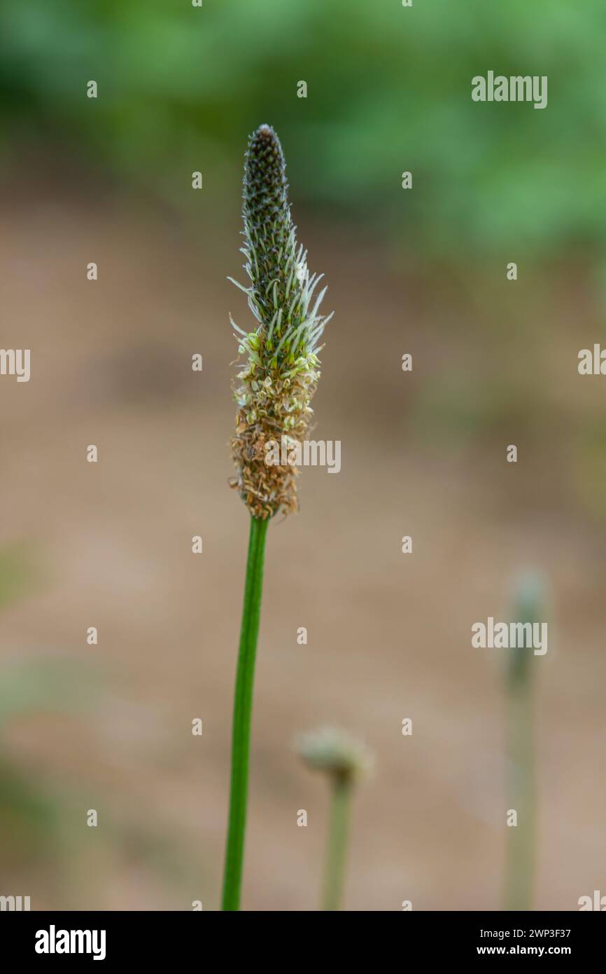 Ribwort plantain Plantago lanceolata. Medicinal plants in the garden ...