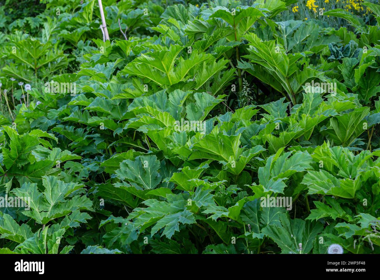 Heracleum sosnovskyi big poison plant blooming. Medicinal plant Common ...