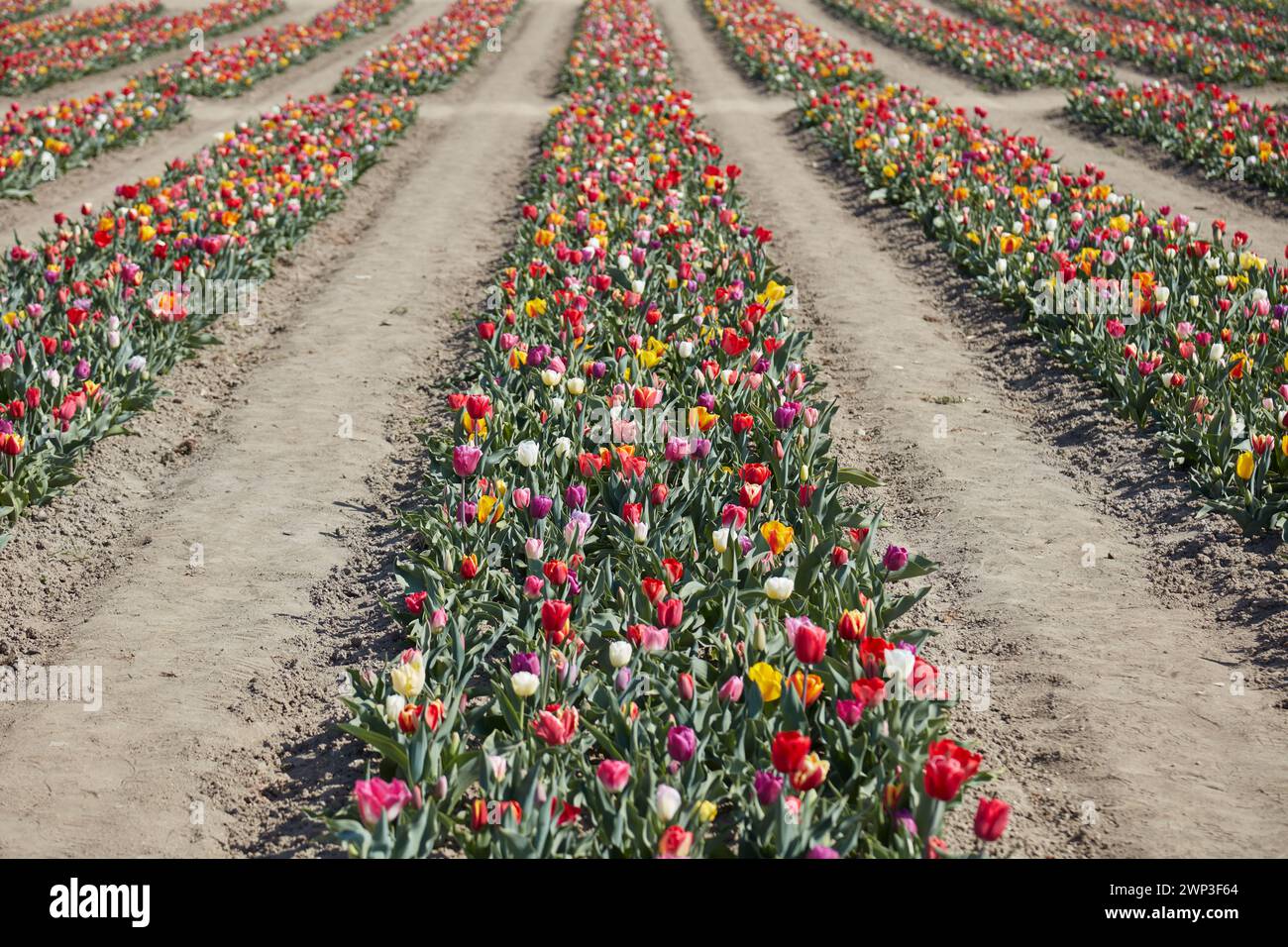 Tulip field with rows of flowers in assorted colors in spring sunlight Stock Photo - Alamy