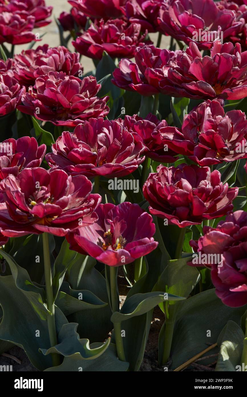 Tulip Silk Road, dark red flowers and field in spring sunlight Stock ...