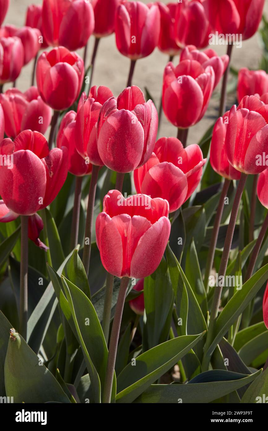 Tulip Rosy Delight, pink flowers in spring sunlight Stock Photo - Alamy