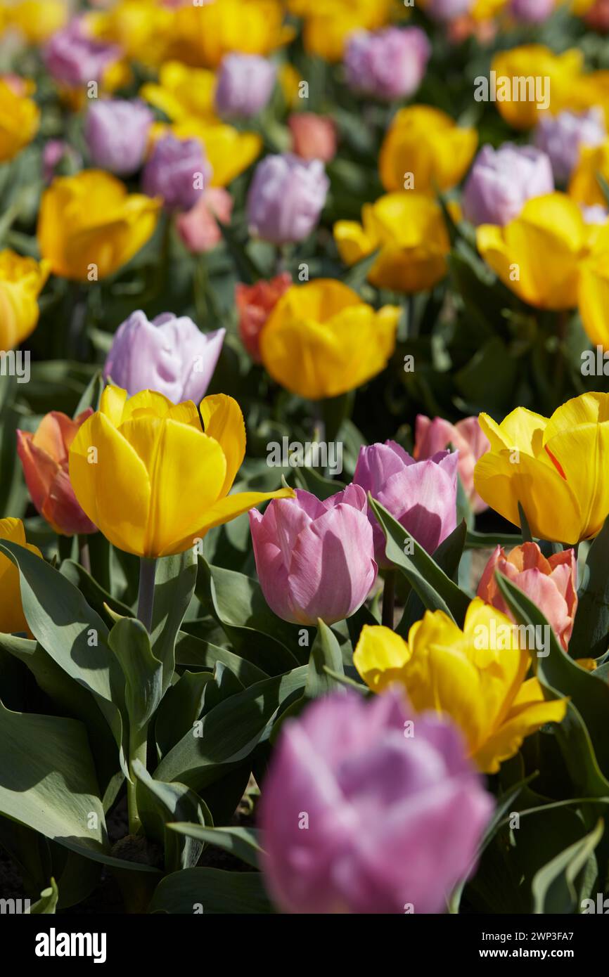 Dwarf tulip flowers in yellow, purple and pink colors texture ...
