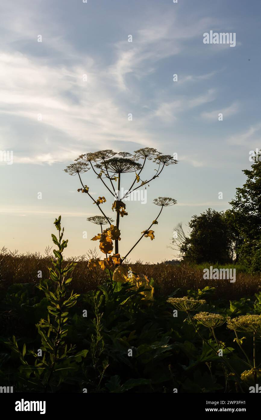Heracleum sosnovskyi big poison plant blooming. Medicinal plant Common ...
