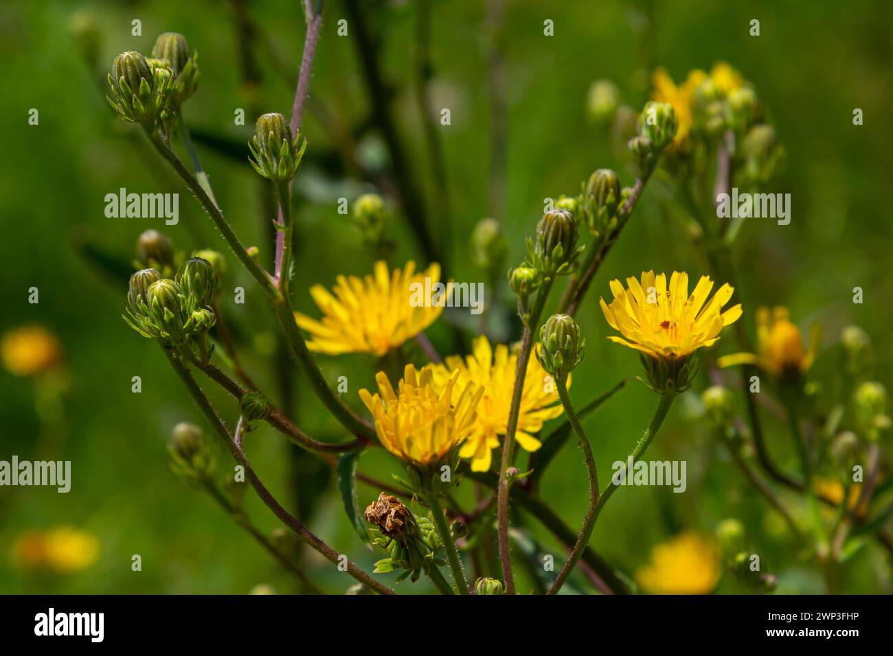 Rough Hawksbeard Crepis biennis plant blooming in a meadow Stock Photo ...