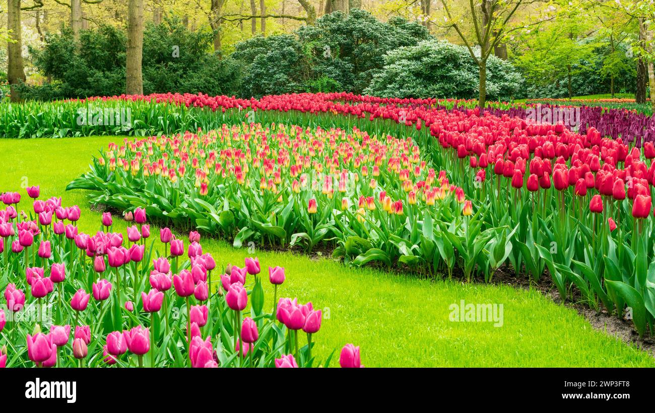 Ideal garden scenery photo. Stunning tulips in Keukenhof Garden ...