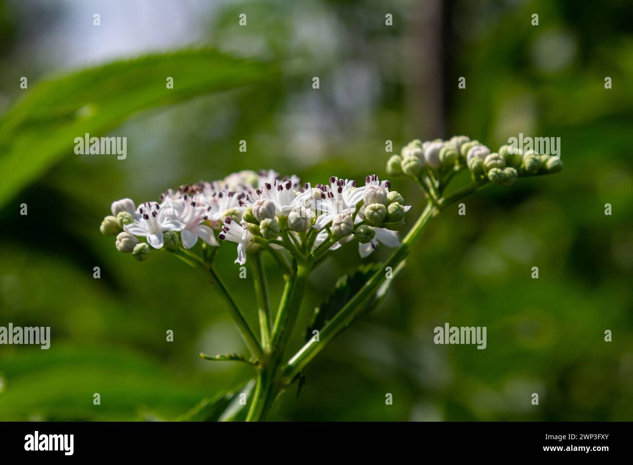 Insect elder elderberry hi-res stock photography and images - Alamy
