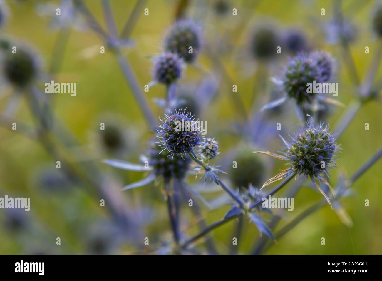 Blue sea holly hi-res stock photography and images - Alamy