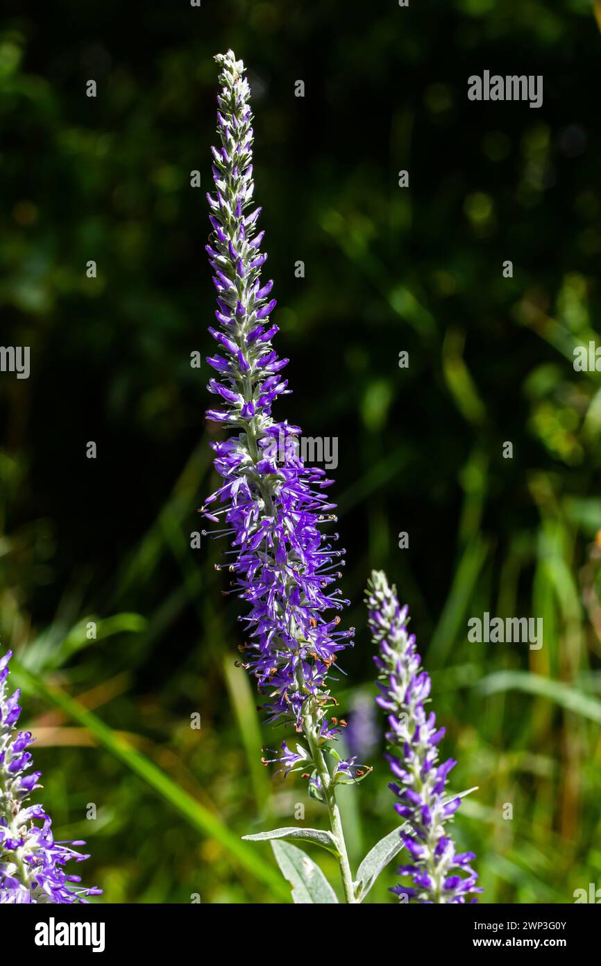 Flowering spikes of Veronica Spicata Ulster Dwarf Blue flower Stock ...