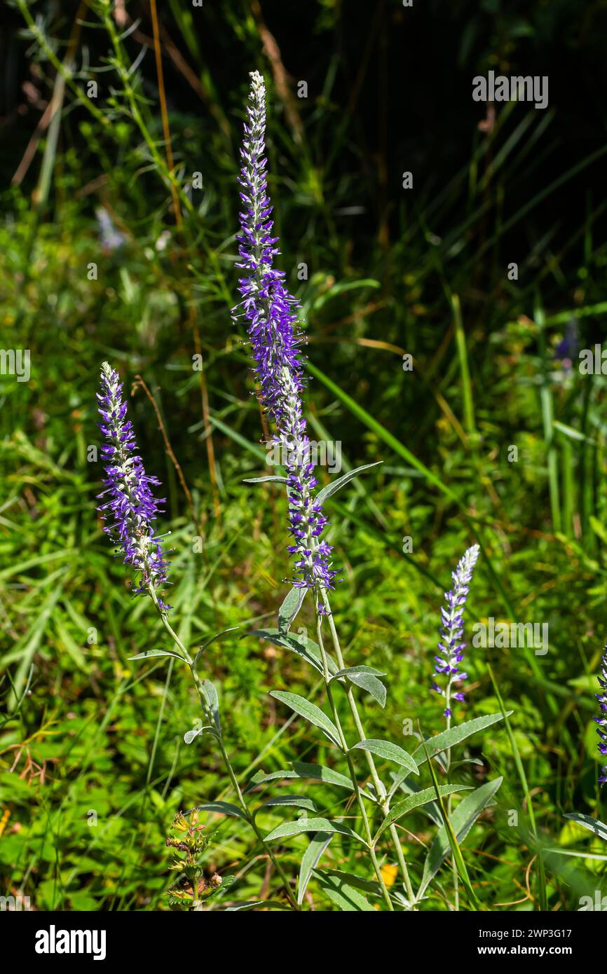 Flowering spikes of Veronica Spicata Ulster Dwarf Blue flower Stock ...