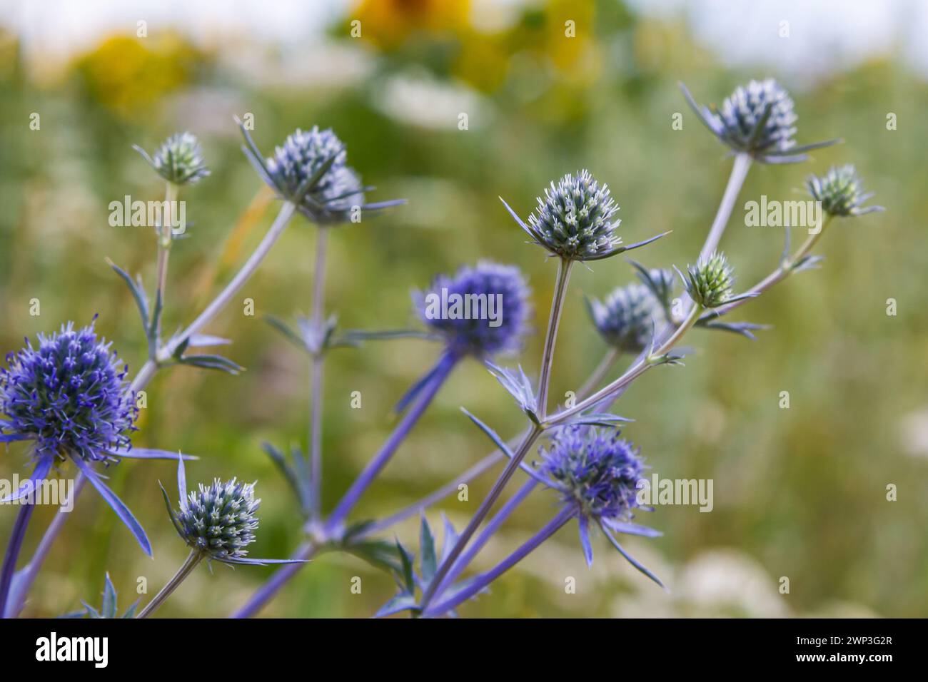 Leaves flower wild sea holly hi-res stock photography and images - Alamy