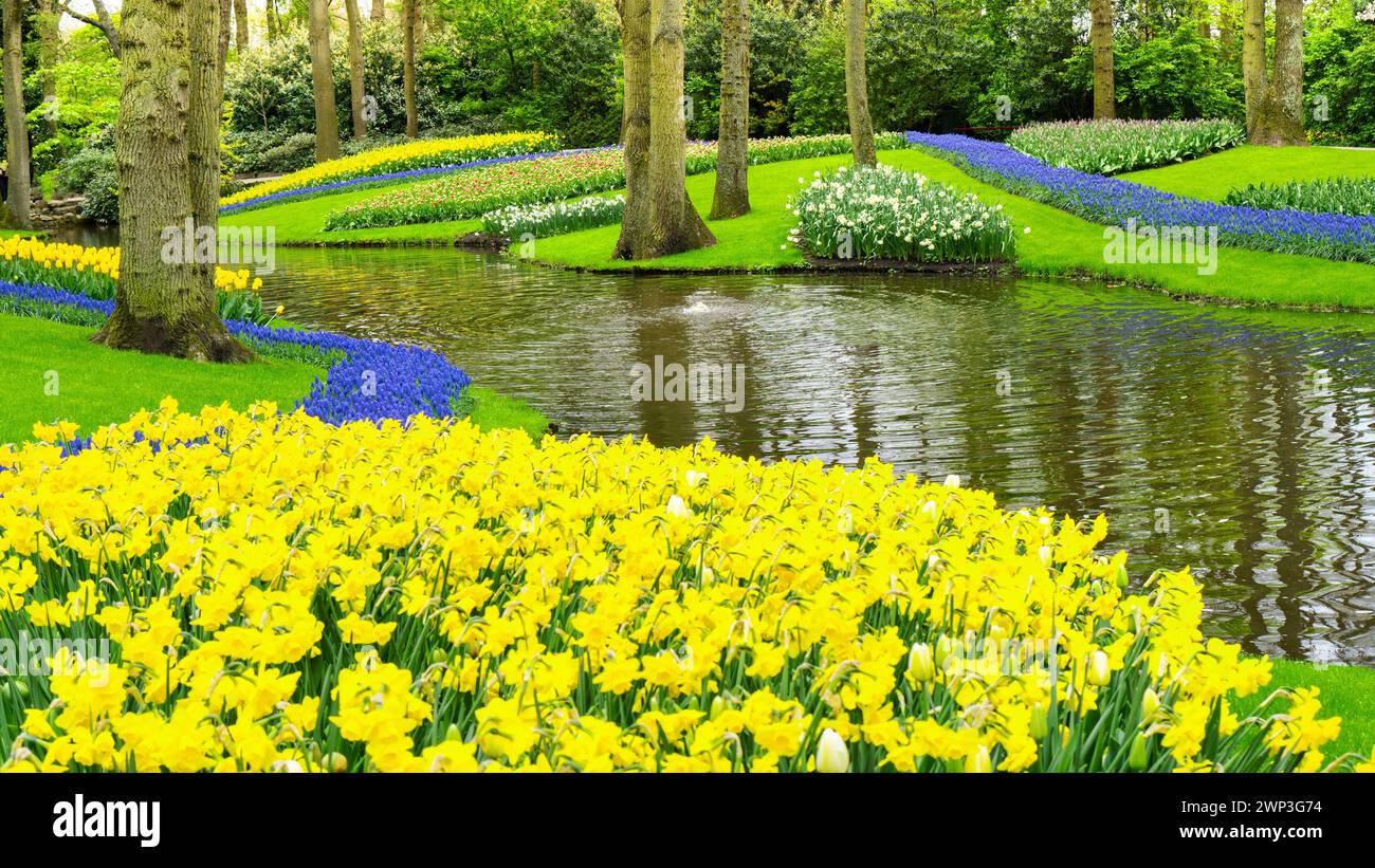 Daffodils on the river bank scenic photo. Stunning landscape design of ...
