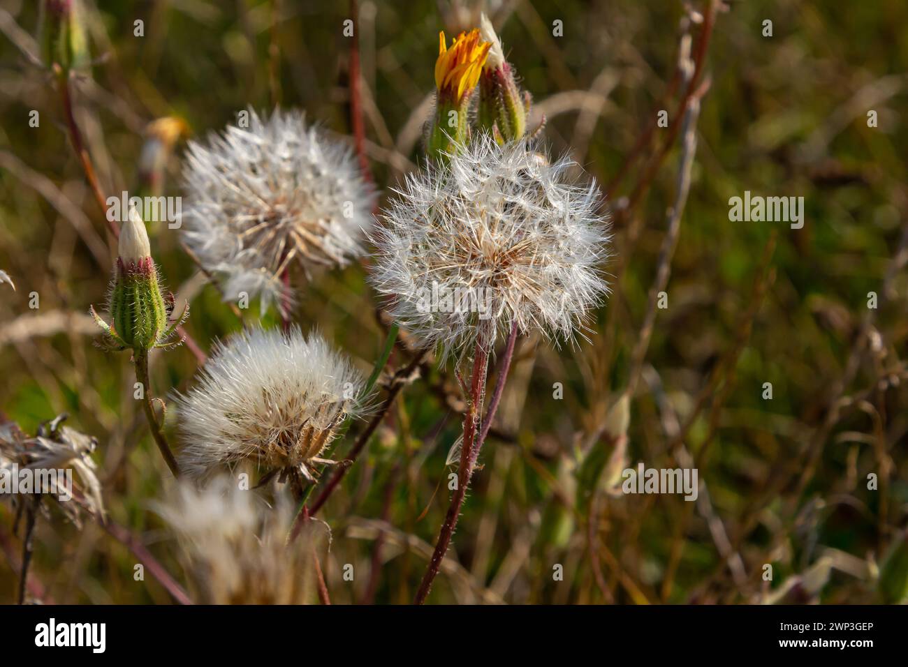 Rough Hawksbeard Crepis biennis plant blooming in a meadow Stock Photo ...
