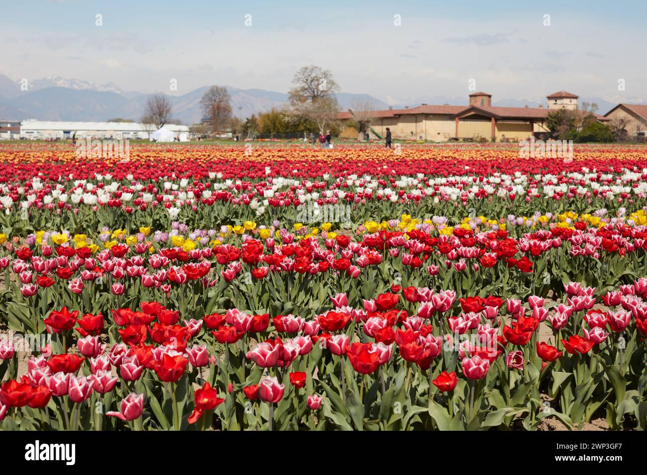 Tulipani italiani hi-res stock photography and images - Alamy