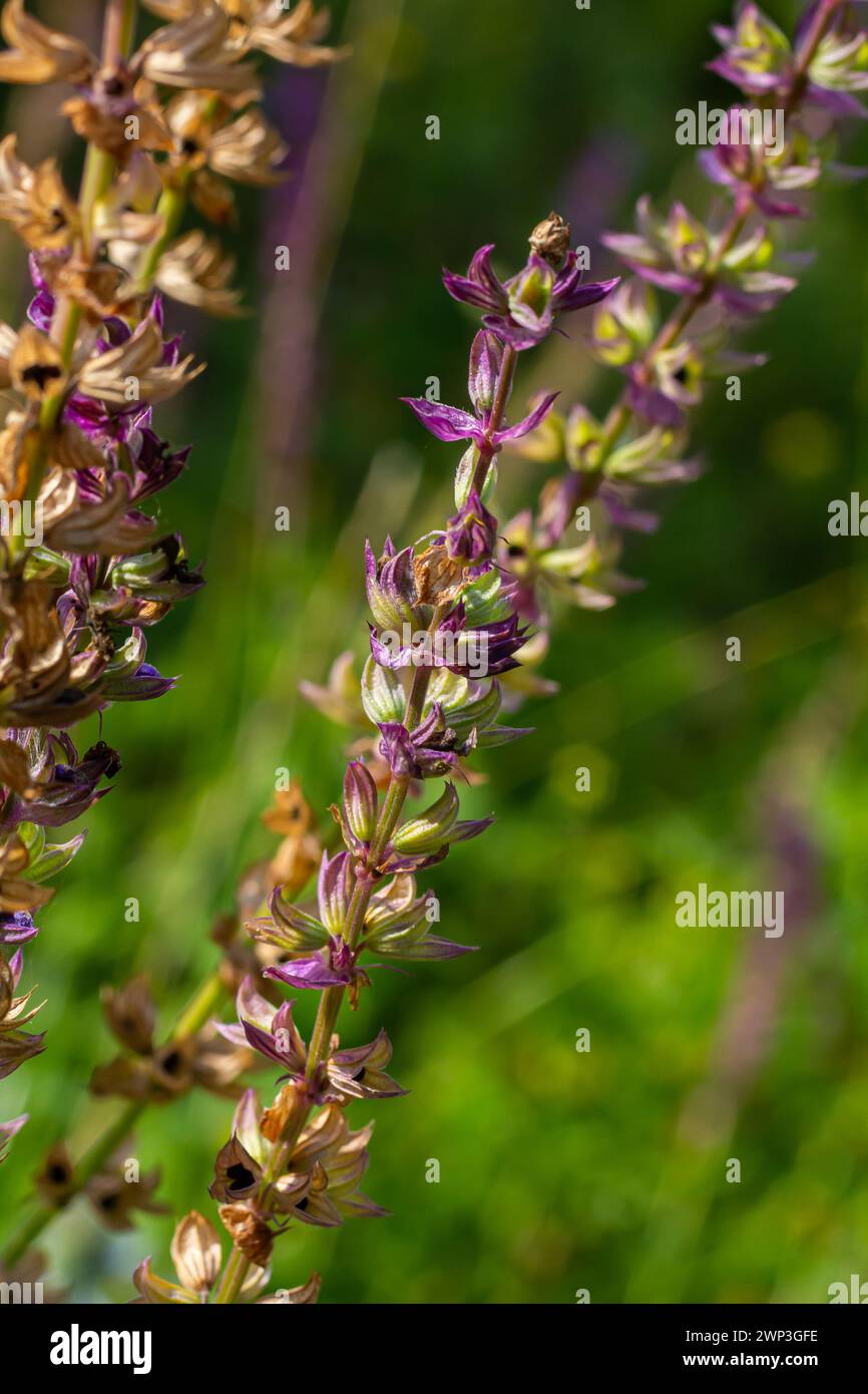 Deep violet-blue flowers, Salvia nemorosa Ostfriesland. Tall purple ...