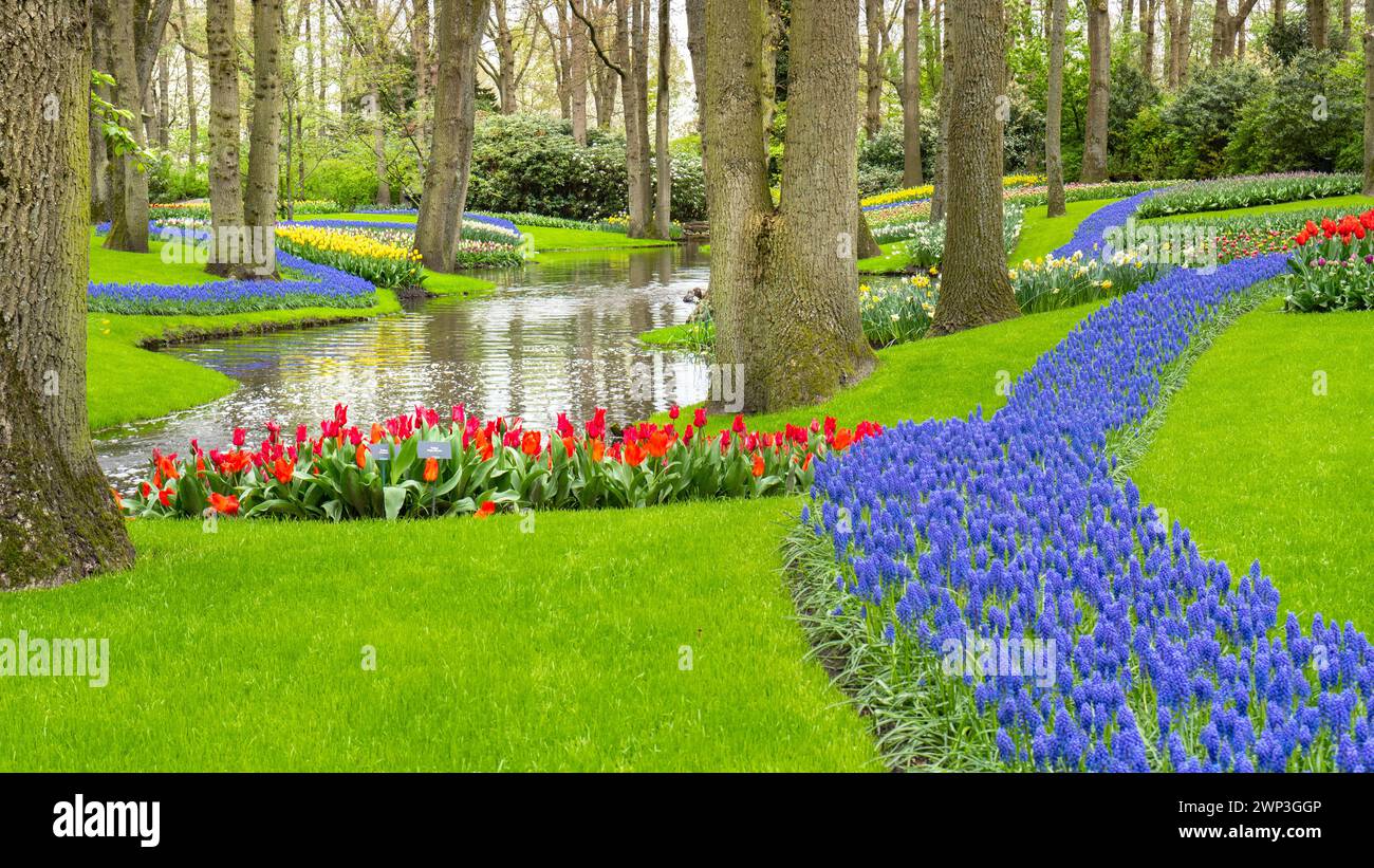 The perfect lawn in a forest park. Artificial river of hyacinth flowers ...