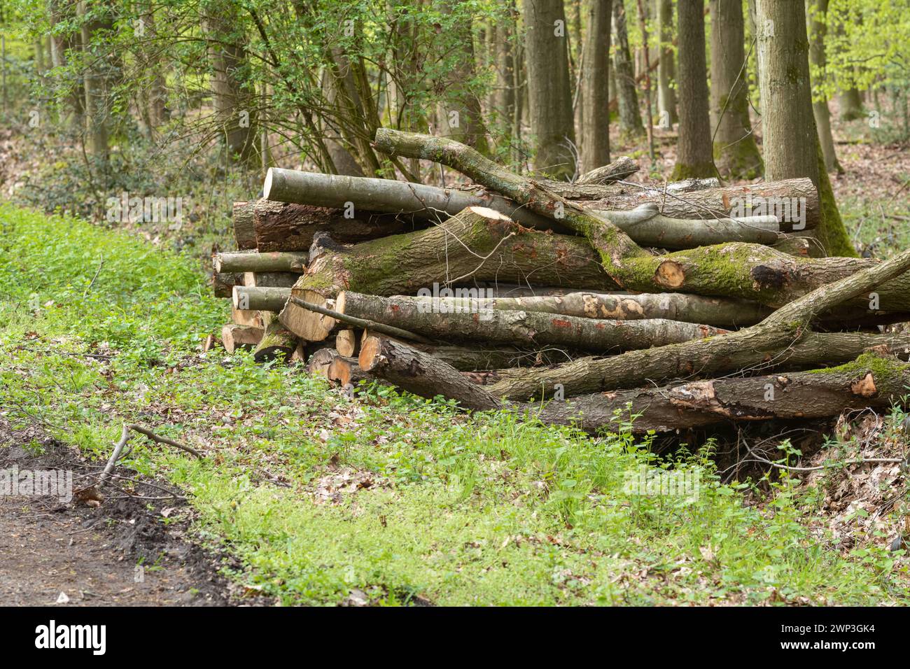 wood stump in a forest destroyed by a storm Stock Photo - Alamy