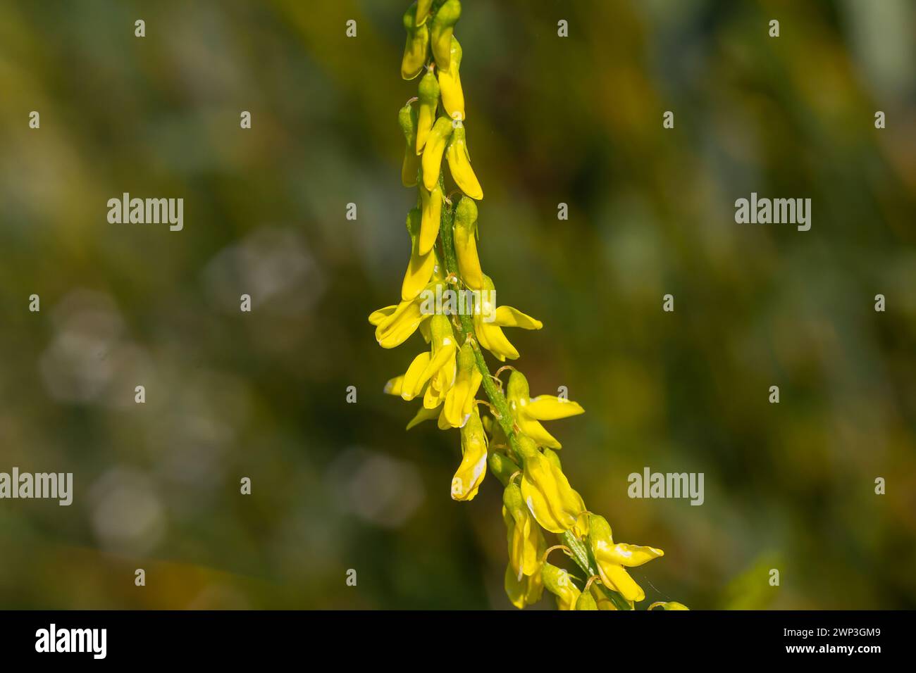 Sweet clover, Melilotus officinalis, is an important medicinal plant ...