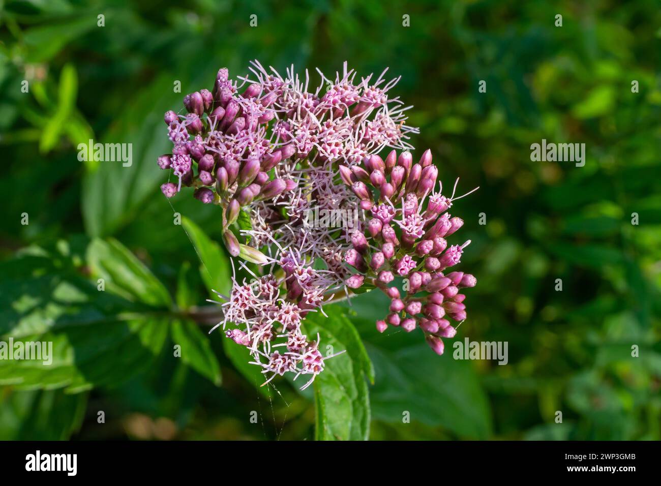 The view of Eupatorium fortunei floral plant blooming in the greenery ...