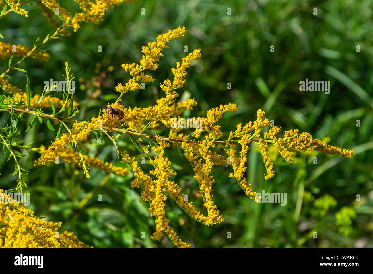 The wild flowers of Solidago altissima in autumn Stock Photo - Alamy