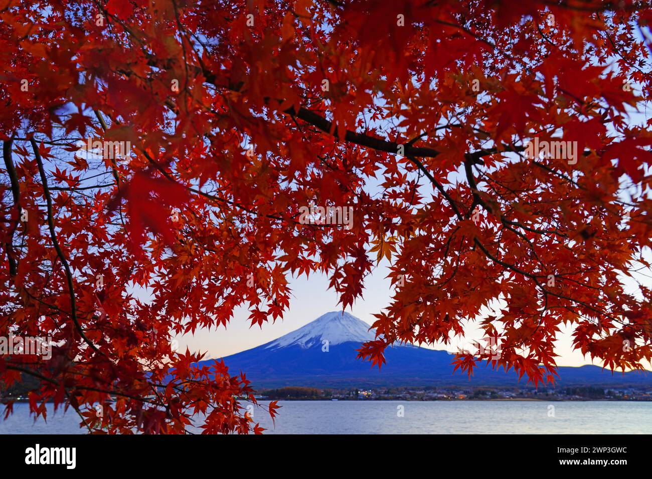 Sunset view of the snow-capped Mount Fuji in the fall in Lake Kawaguchi ...