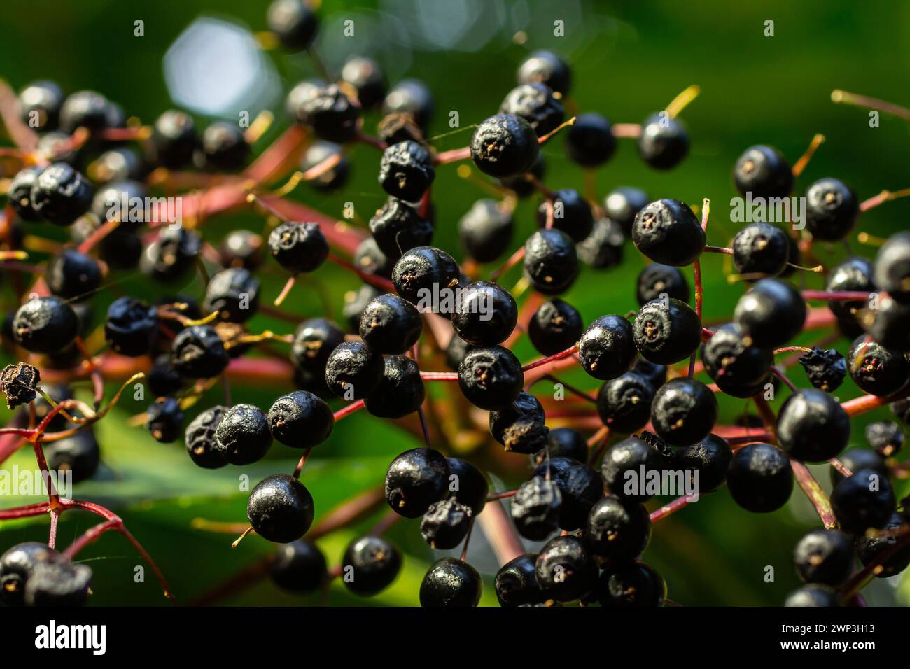 Cluster of purple berries hi-res stock photography and images - Alamy