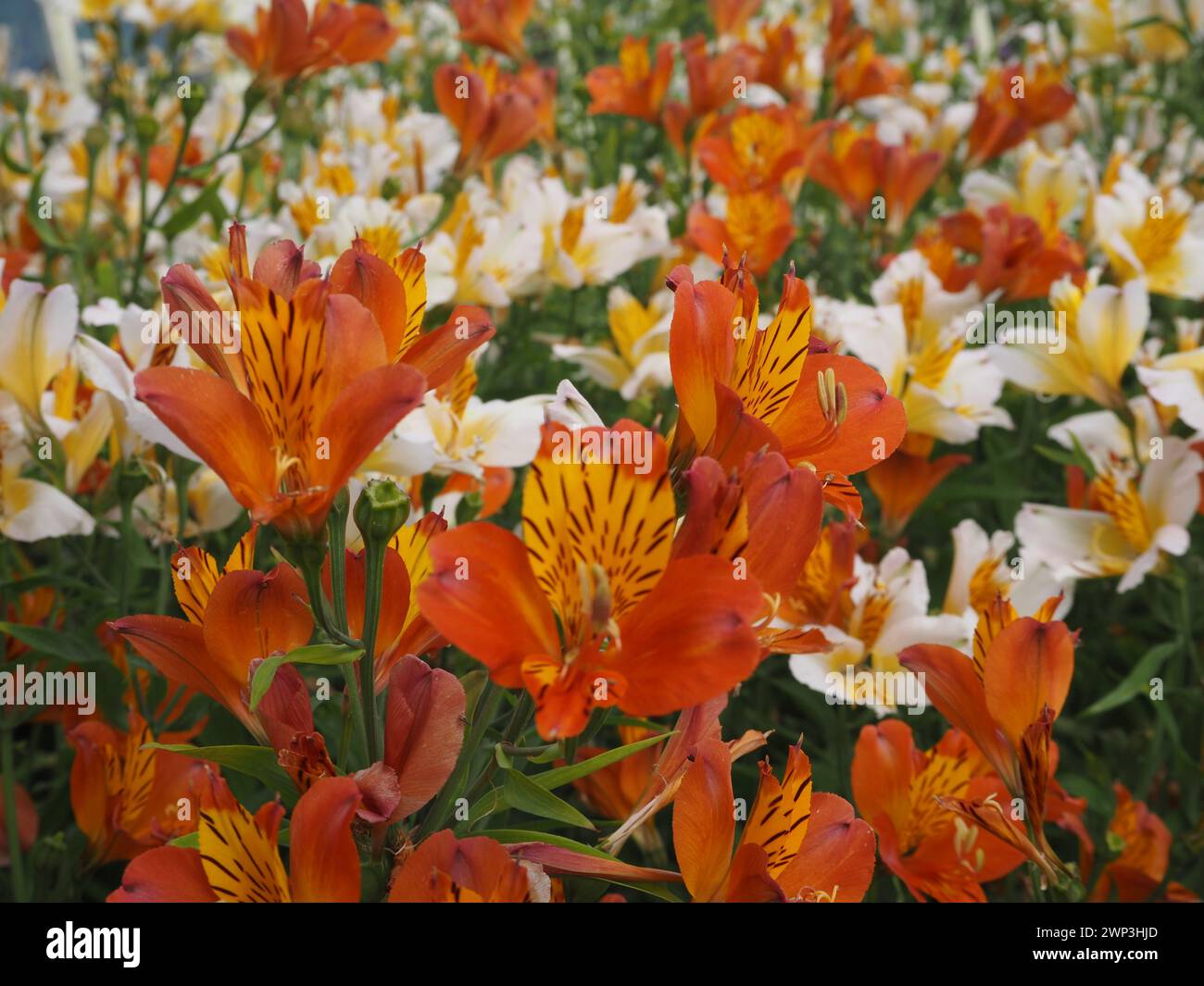 Bed of Alstromeria (Peruvian Lily) flowers in primarily orange and ...