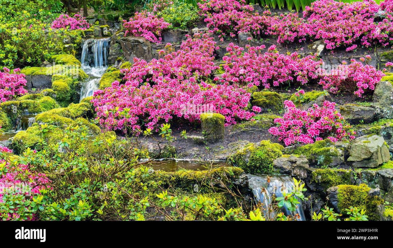 Pink azaleas on the stone bank of a waterfall. Garden with azaleas in ...