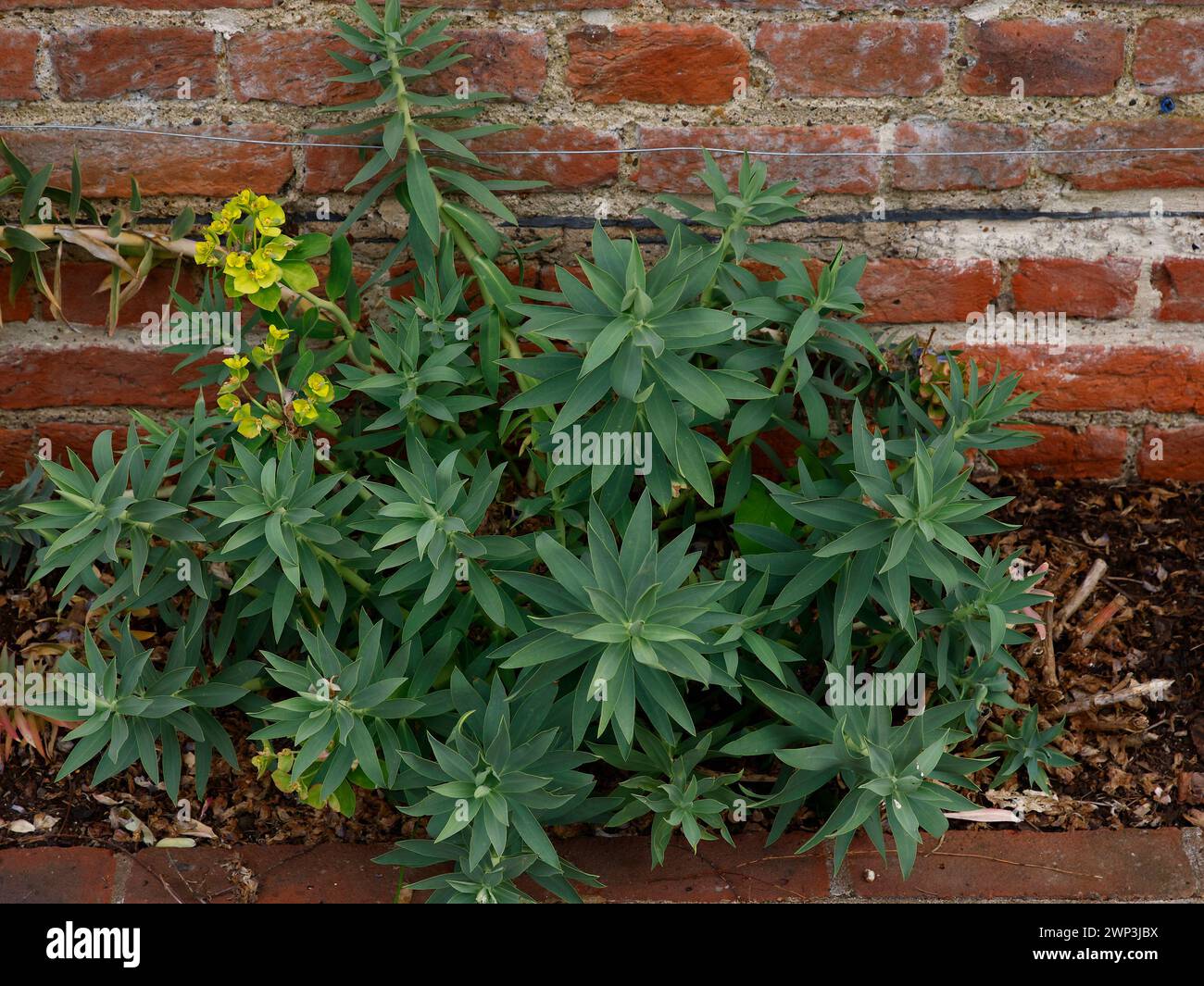 Closeup of the low growing edging garden plant euphorbia rigida Stock ...