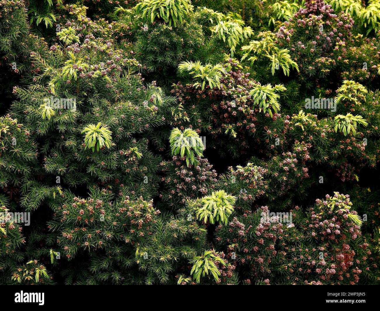 Cryptomeria japonica mankichi sugi hi-res stock photography and images ...