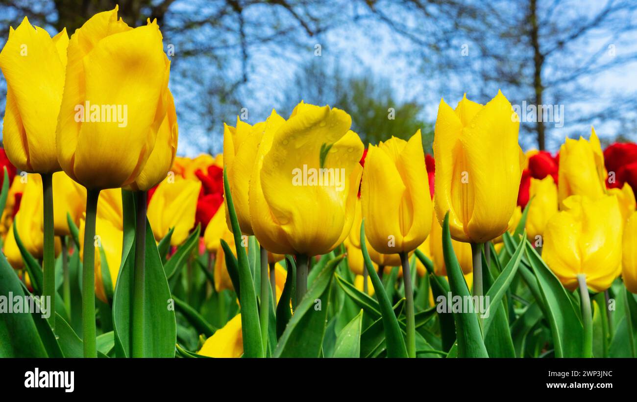 Tulip flowers banner. Tulip heads close-up. Inflorescences of tulips ...
