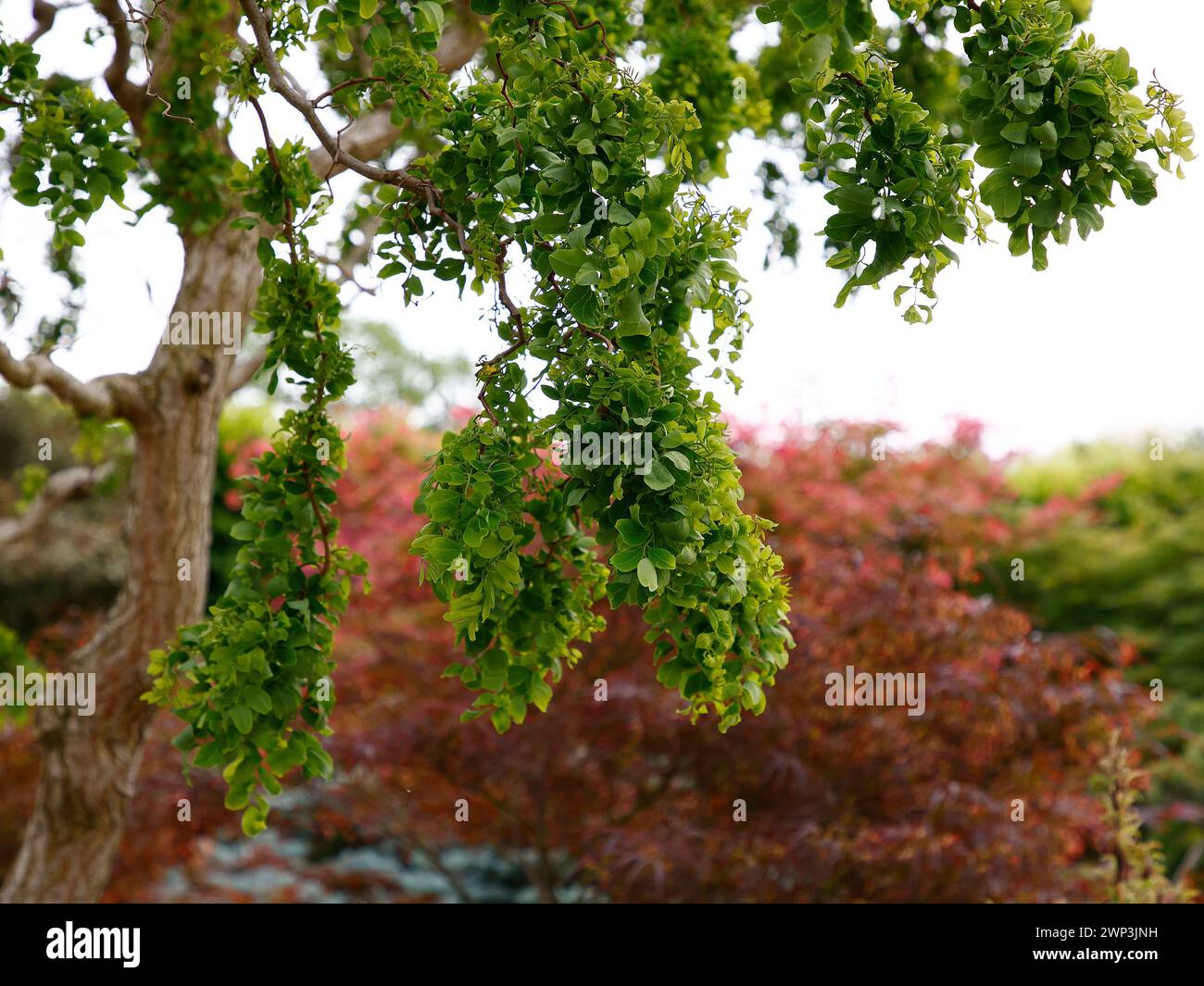 Closeup of the green curly leaves of the small garden tree robinia ...