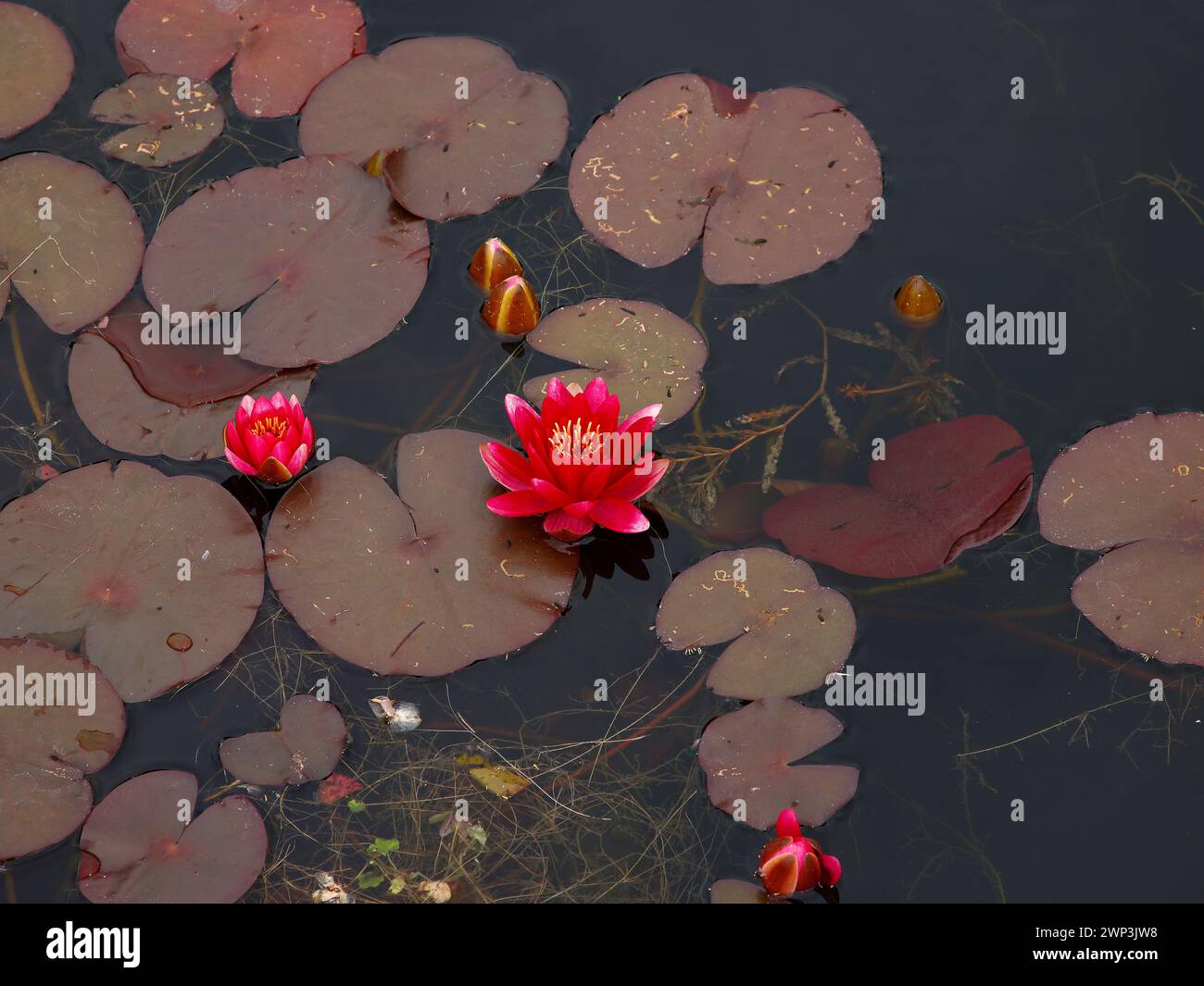 Closeup of the vermillion red flowers and purple leaves of the ...