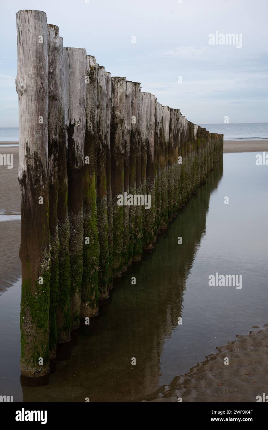 Weathered wood, breakwater at ebb tide on sandy beach Stock Photo - Alamy