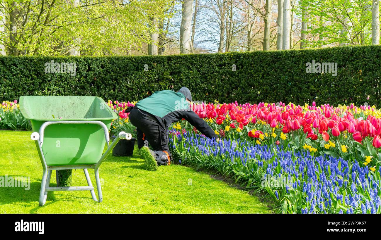 The keukenhof gardener hi-res stock photography and images - Alamy
