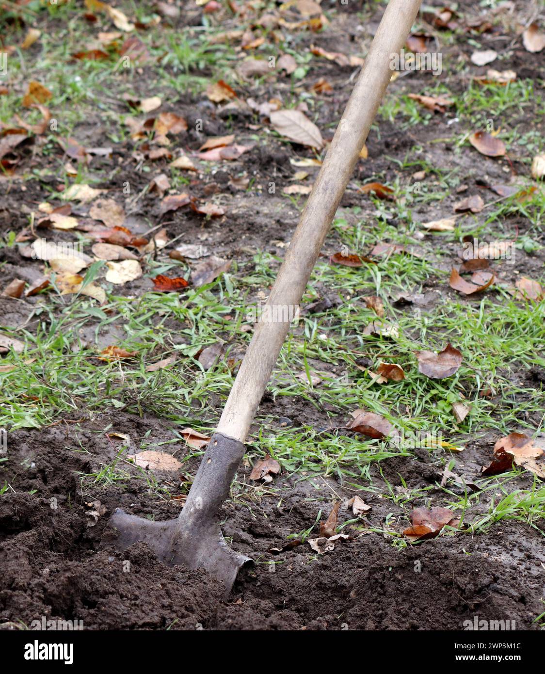 A shovel is depicted for digging in the garden Stock Photo - Alamy