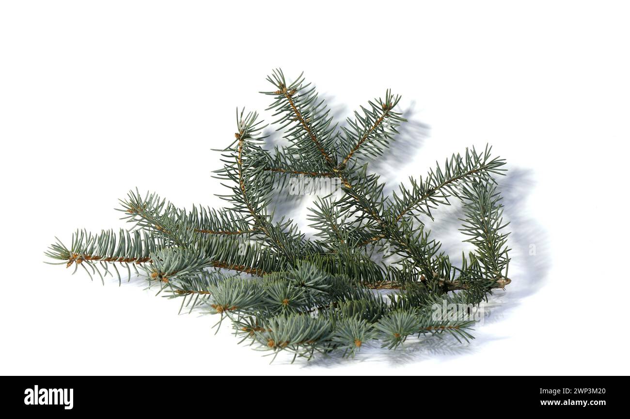 Realistic coniferous branch spruce Cut Out Stock Images & Pictures - Alamy