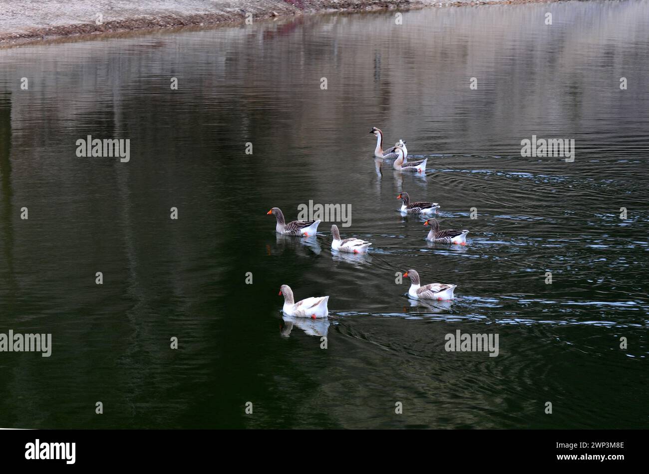 Ducks and geese swimming in lakes in Turkey Stock Photo - Alamy