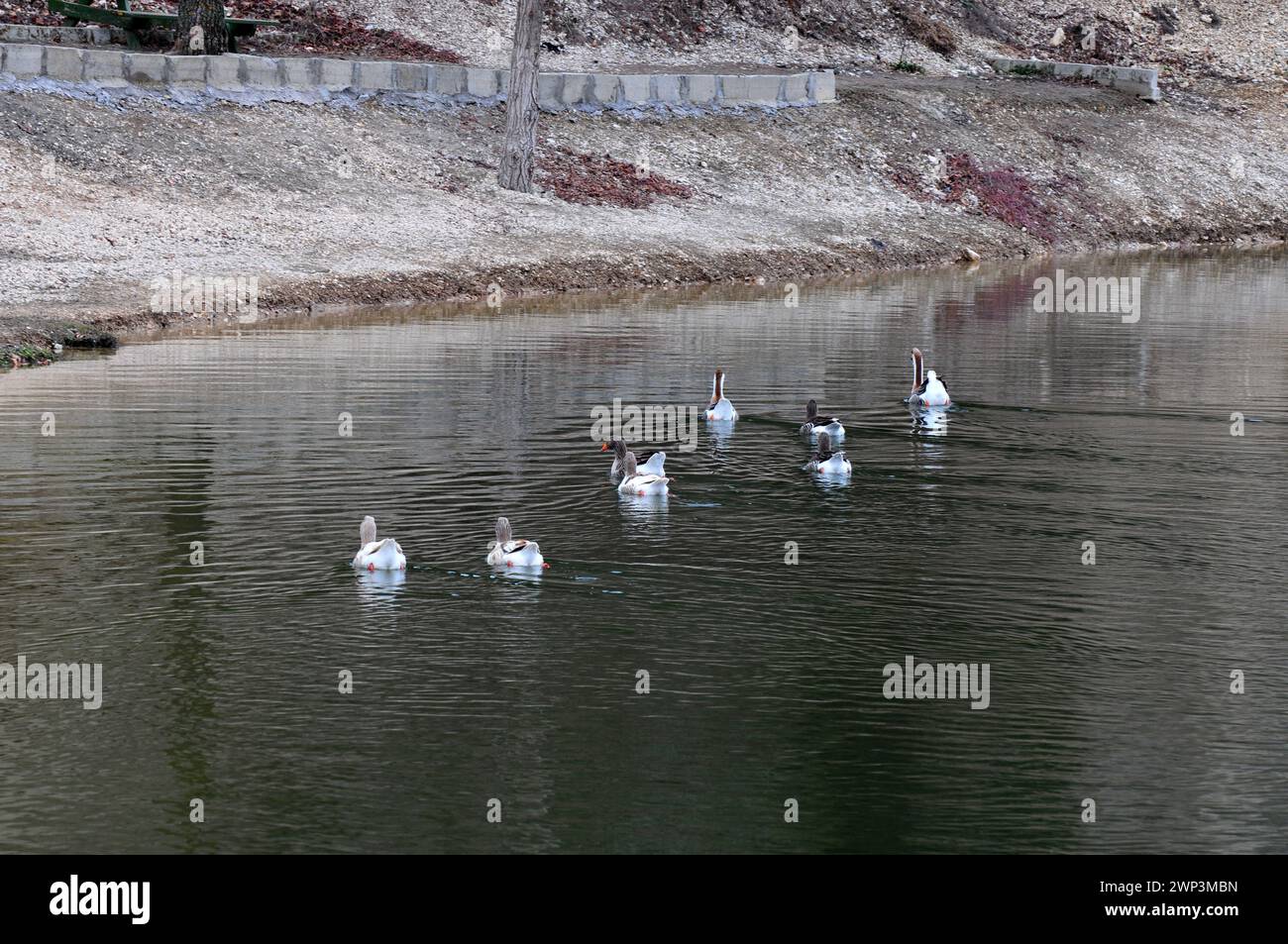 Ducks and geese swimming in lakes in Turkey Stock Photo - Alamy