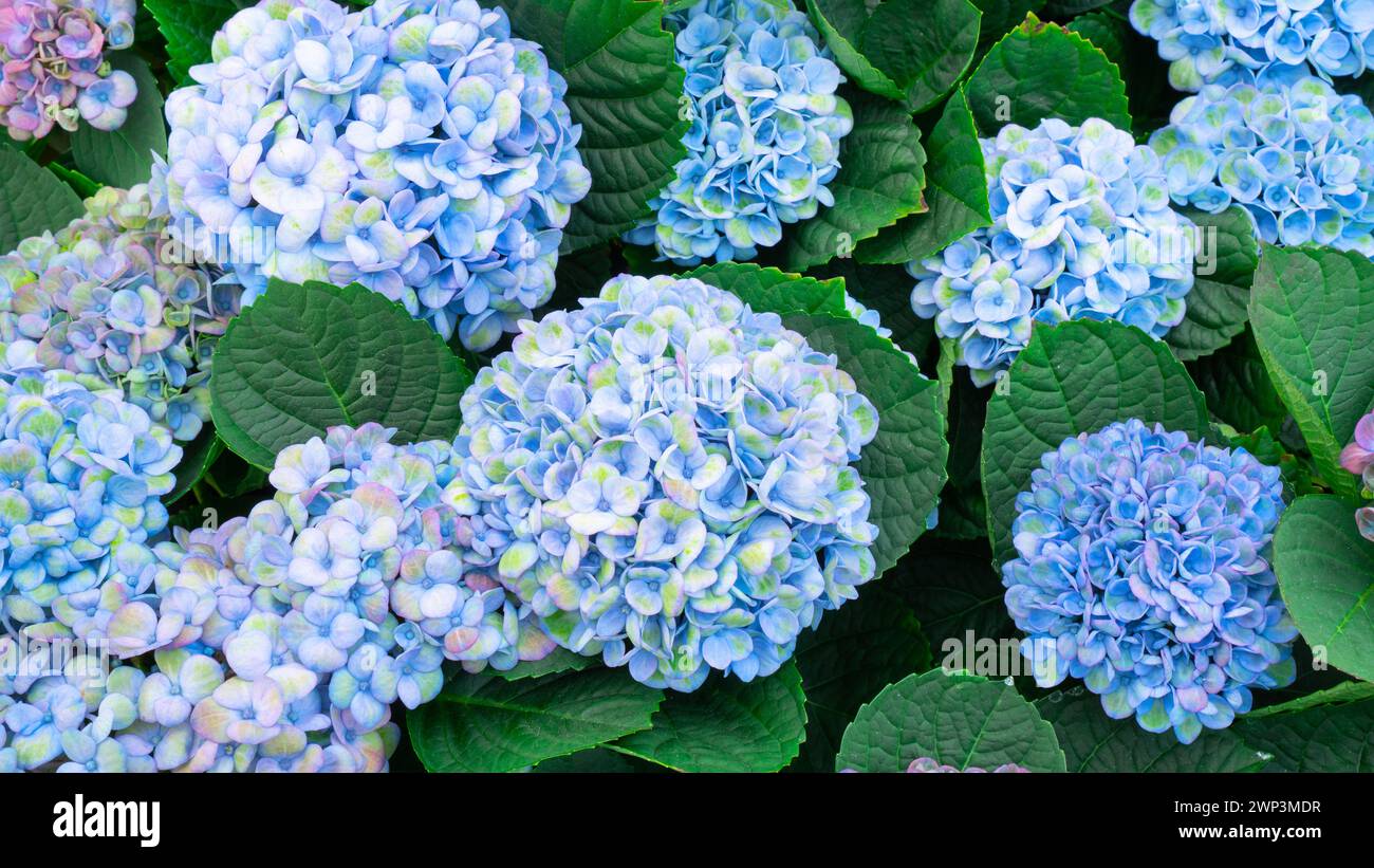 Blue hydrangea close-up. Hydrangea macrophylla with blue inflorescences ...