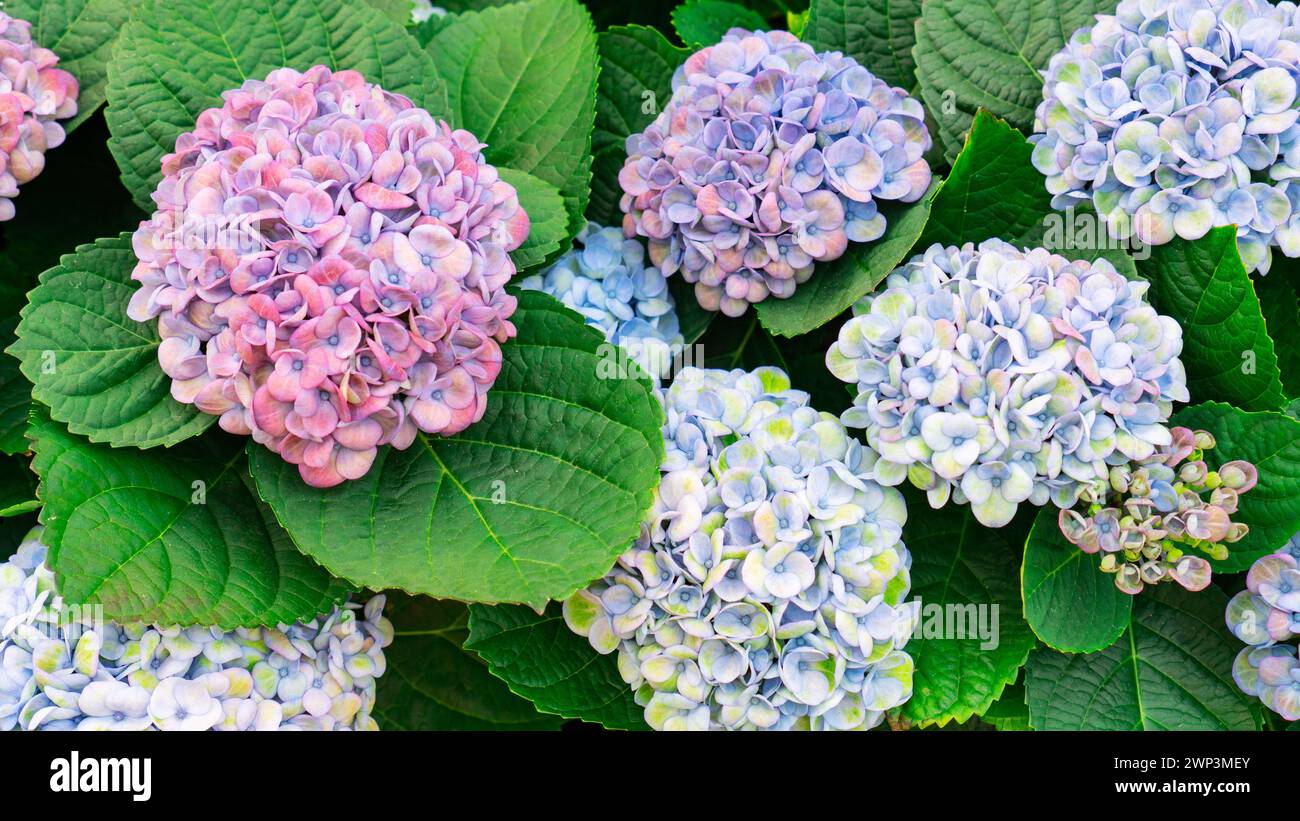 Beautiful hydrangea bush in landscape design. Flowers in the garden ...