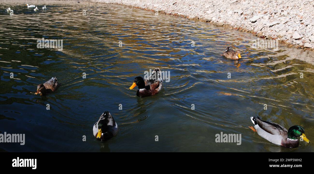 Ducks and geese swimming in lakes in Turkey Stock Photo - Alamy