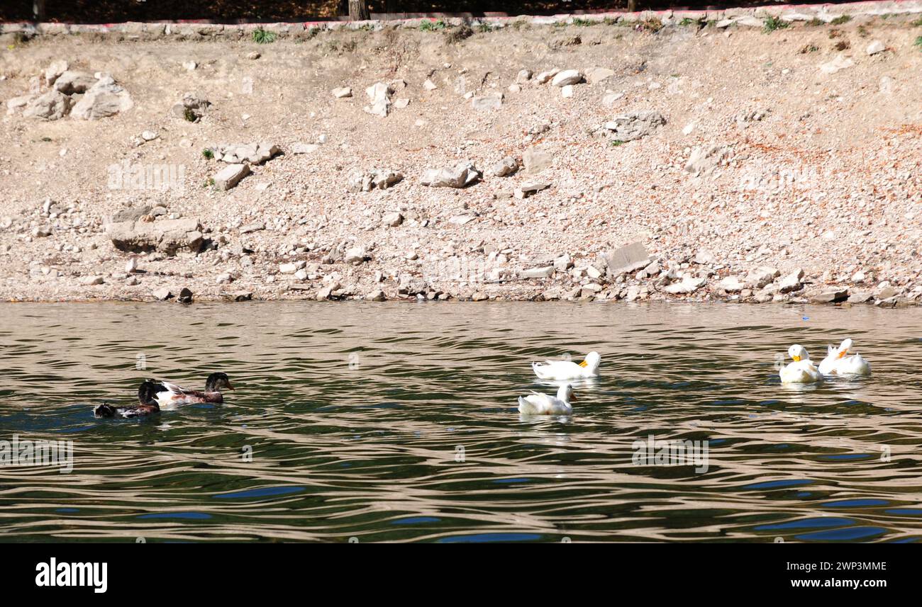 Ducks and geese swimming in lakes in Turkey Stock Photo - Alamy