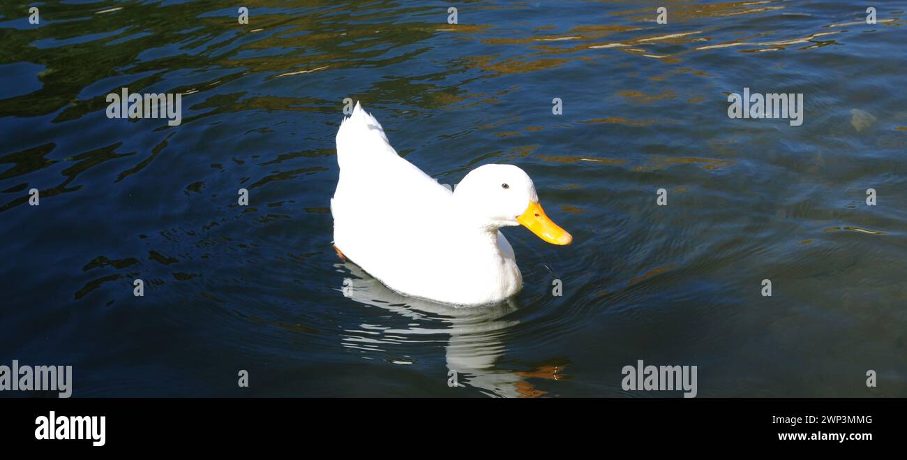Ducks and geese swimming in lakes in Turkey Stock Photo - Alamy