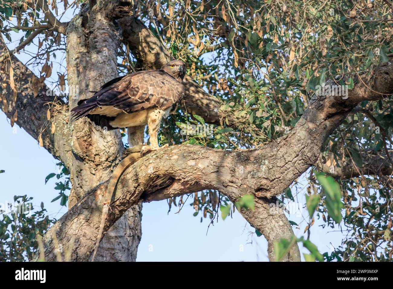 South african lizzard hi-res stock photography and images - Alamy