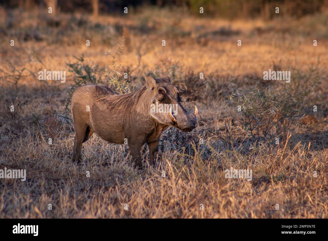 Common warthog (Phacochoerus africanus) grazing on beautiful green ...
