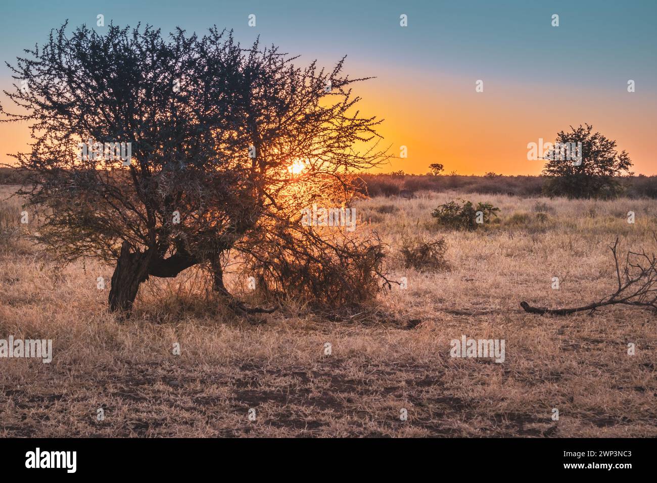 Travelling through a dry bushveld landscape covered in acacia trees at ...
