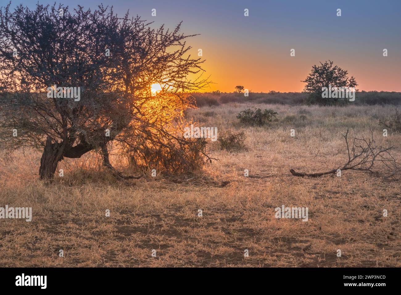 Travelling through a dry bushveld landscape covered in acacia trees at ...