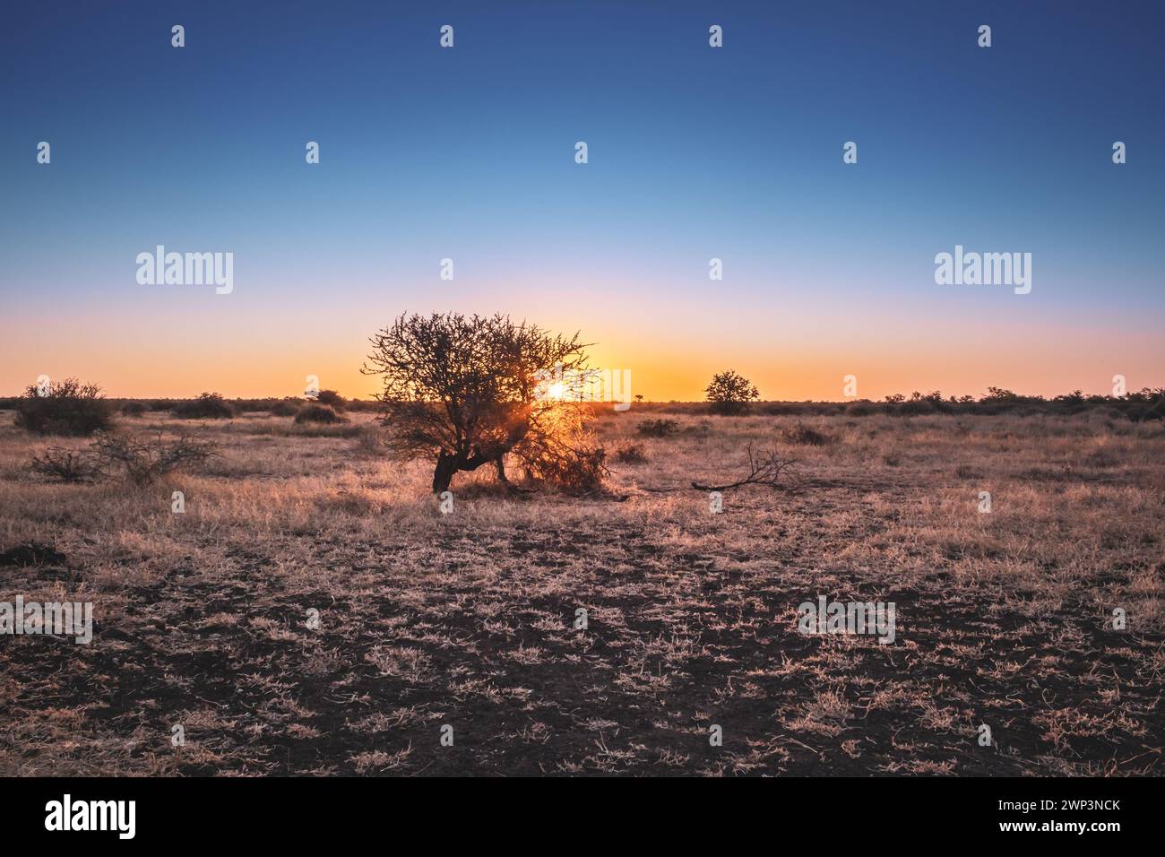 Travelling through a dry bushveld landscape covered in acacia trees at ...